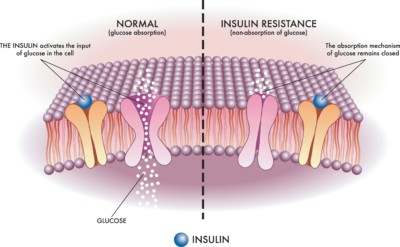 Isomaltulose - Die NährstoffAllianz
